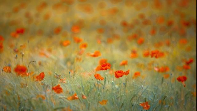 Mimmo Cavallo - Fiore rubato