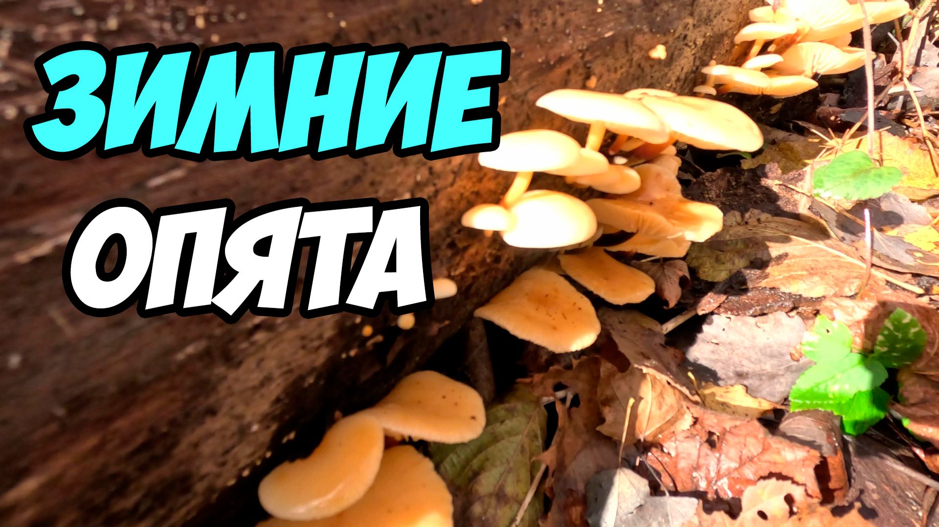 Зимние опята - собираем фламмулину