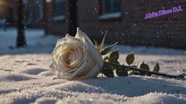 🎵 Белые розы 🎵