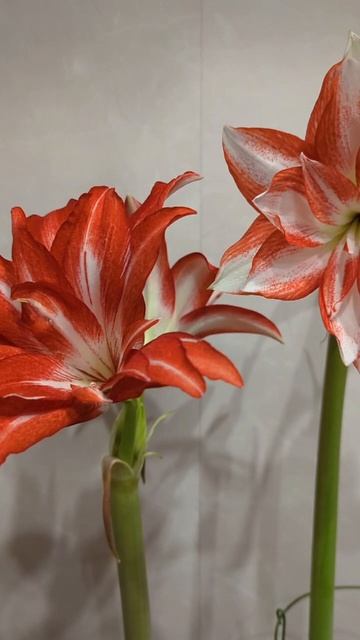 10-12-2025.Гиппеаструмы цветут.