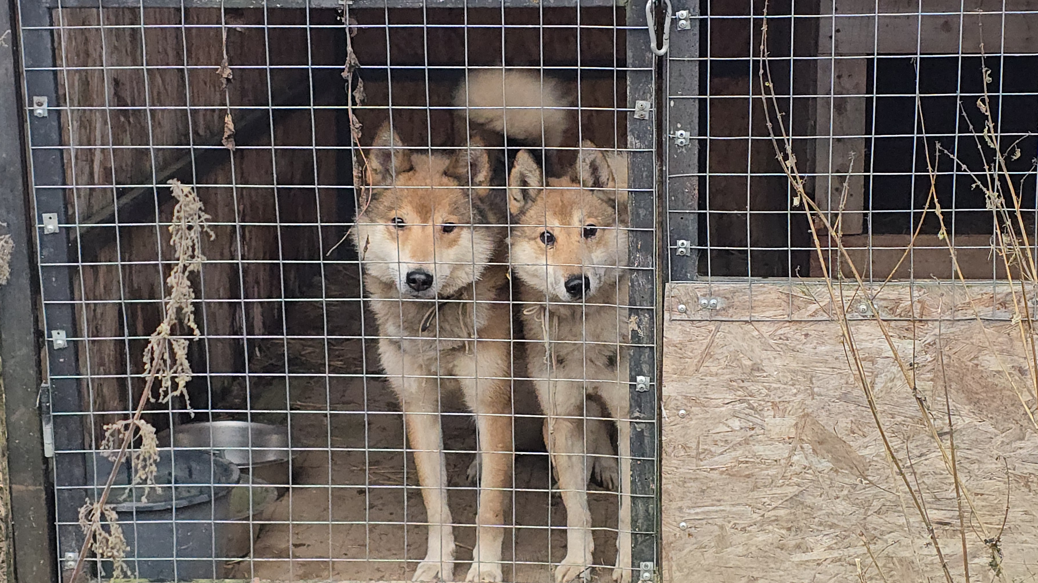 Соболь и Аян в берёзках