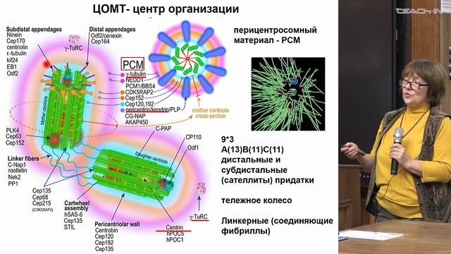 Кисурина О.П. - Клеточная биология - 13. Цитоскелет. Микротрубочки