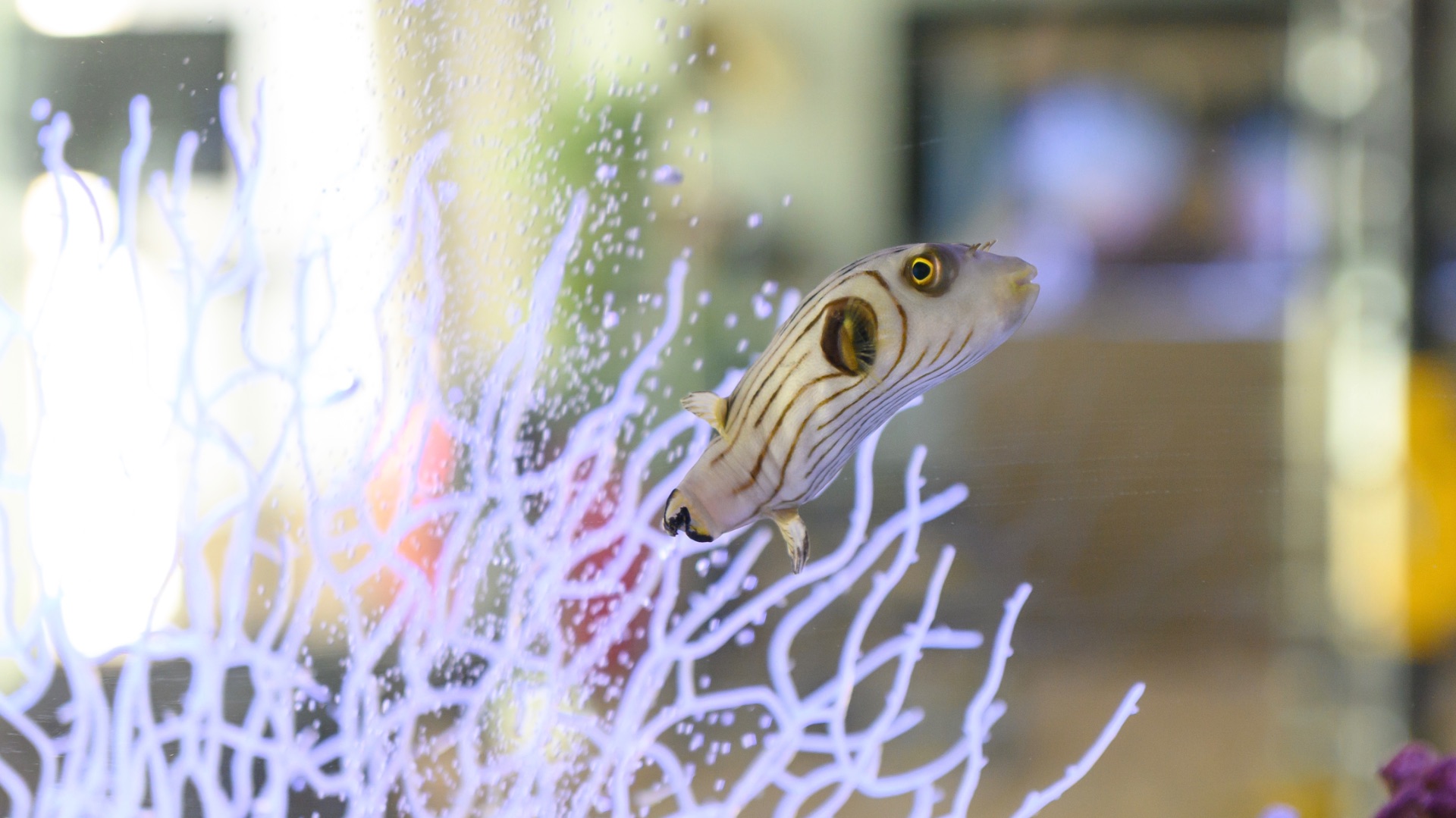 “Мадагаскар”. Морской аквариум с рыбами и декорациями, 460 литров