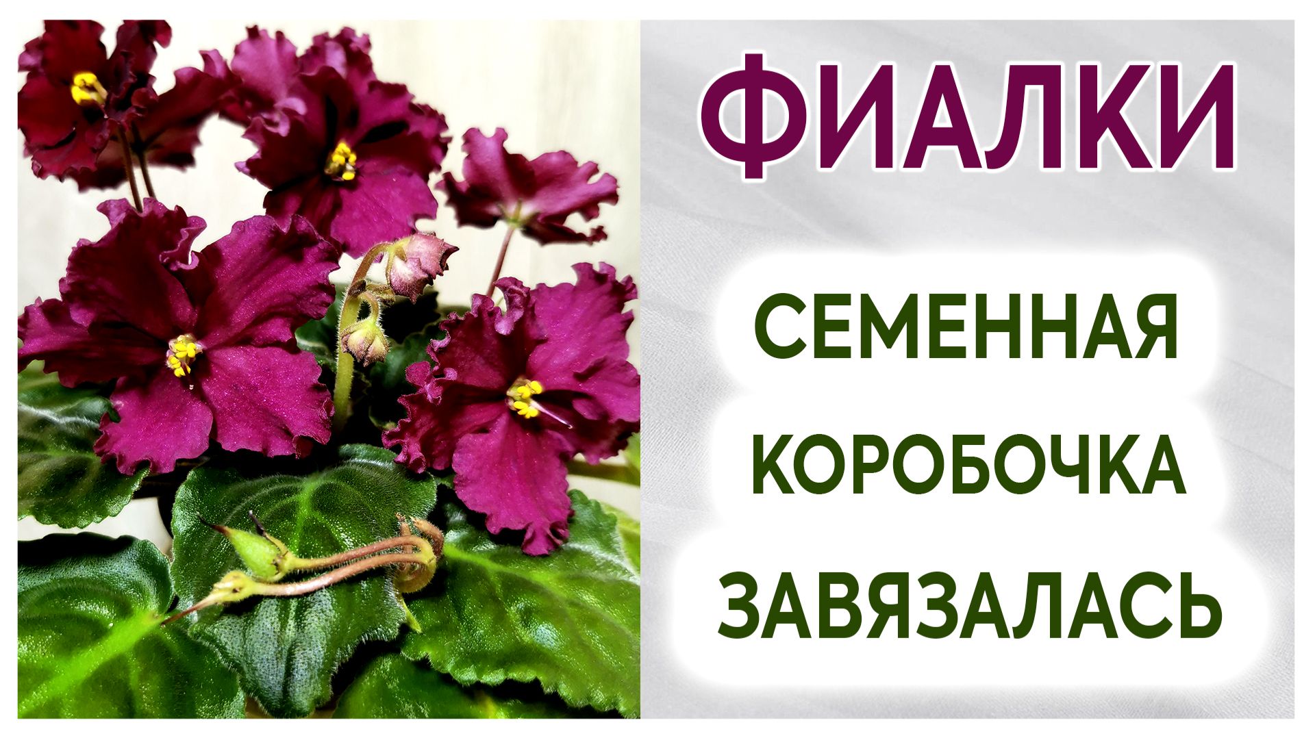 Фиалки (сенполии). Семенная коробочка завязалась.