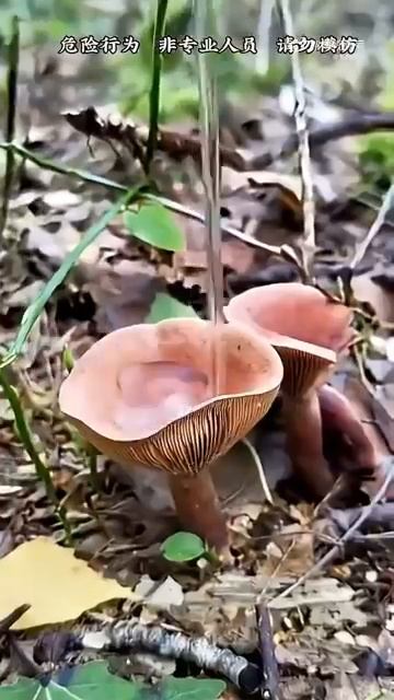 АМАЗОНКА И ЕЁ СЕКРЕТЫ