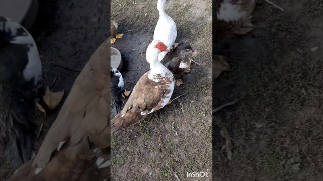 Животные.Сборник интересных моментов из жизни животных.Фильм7.Серия2