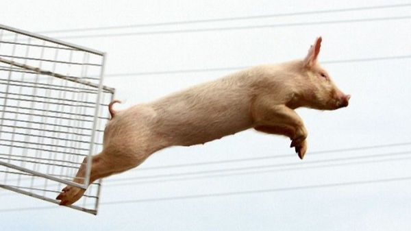 Прыжок на десять баллов 10/10