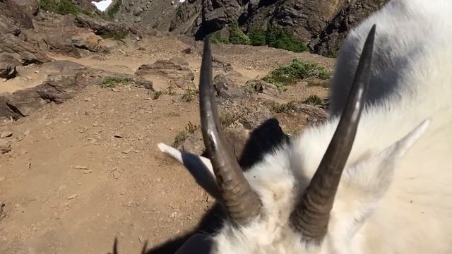 Горный козел приветствует меня на вершине горы Эллинор в Вашингтоне | ASMR - Груминг