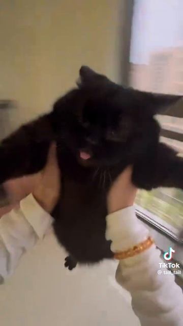 Кота раскручивают