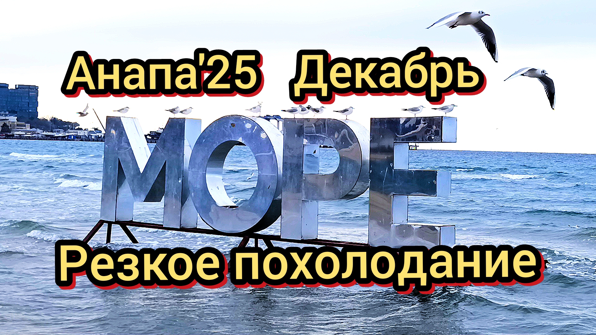 85 #Анапа #холодноеморе #чайки #собаки  10-12-2025