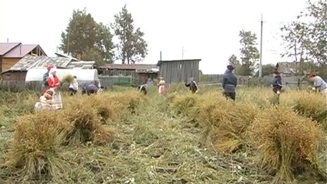 Лён п. Атагай_22. Уборка льна