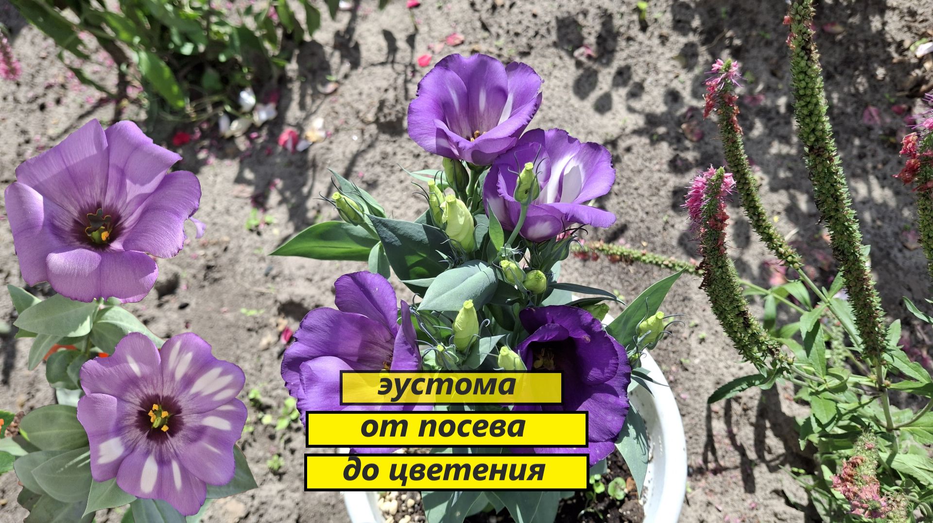 Эустома в Сибири, от посева до цветения