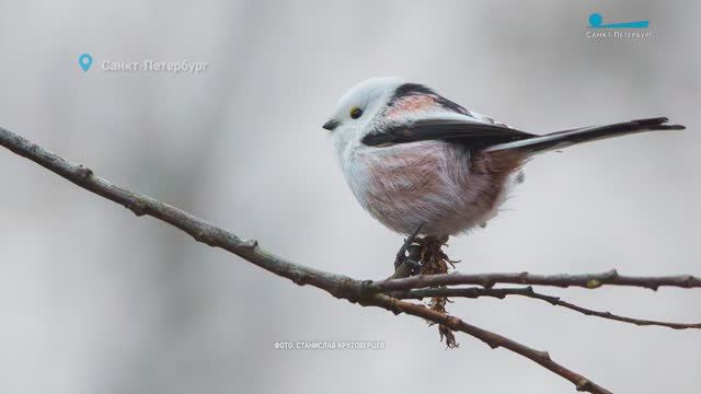 Бобровая лесосека в Петербурге, одинокий сытый волк и стайка ополовников