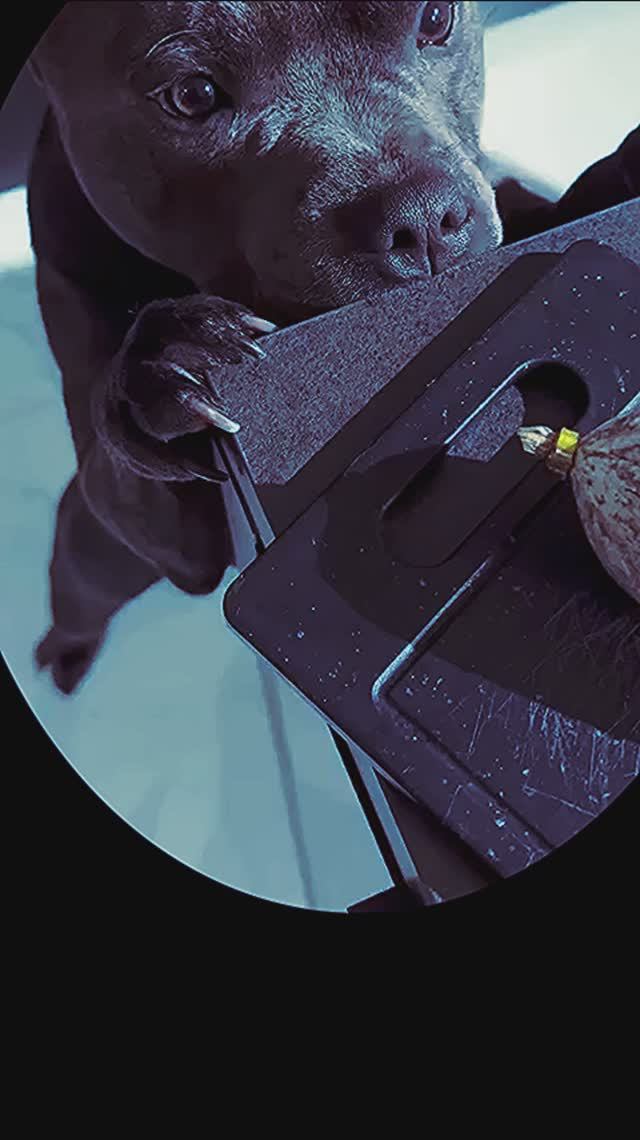 видео собачки Бобик в гостях у Барбоса