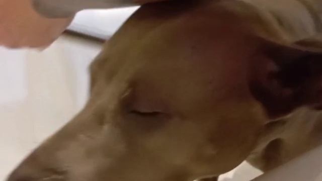 Купание риджбеков )