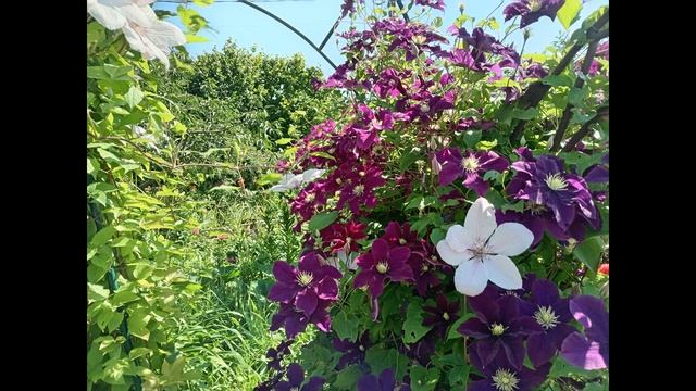 КЛЕМАТИСЫ В МОЁМ САДУ.