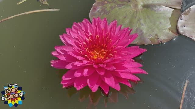 Нимфея Lady Paet Riw (Леди Паэт Риу) кувшинка, waterlily, водные растения, пруд