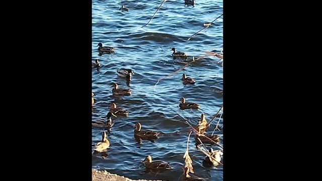 Утки в октябре