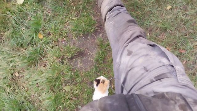 Учу котёнка