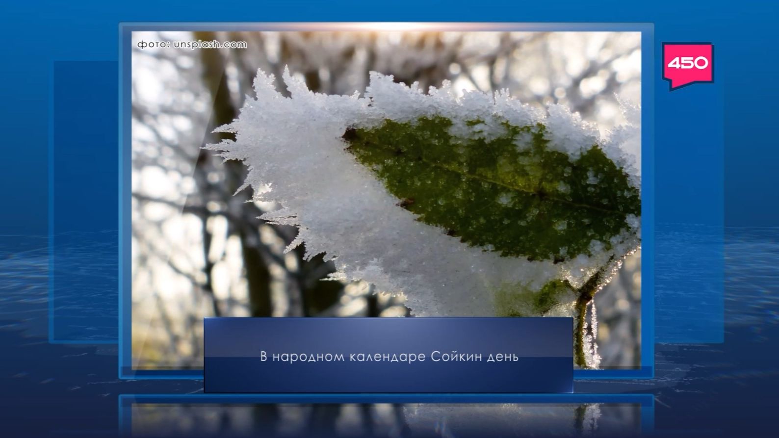 Сойкин день. Календарь Губернии от 11 декабря