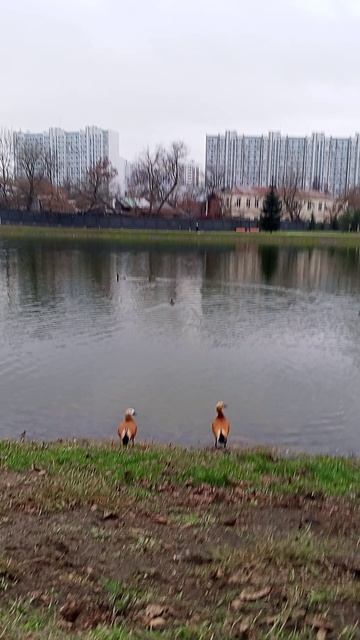 Парк "Торфянка"