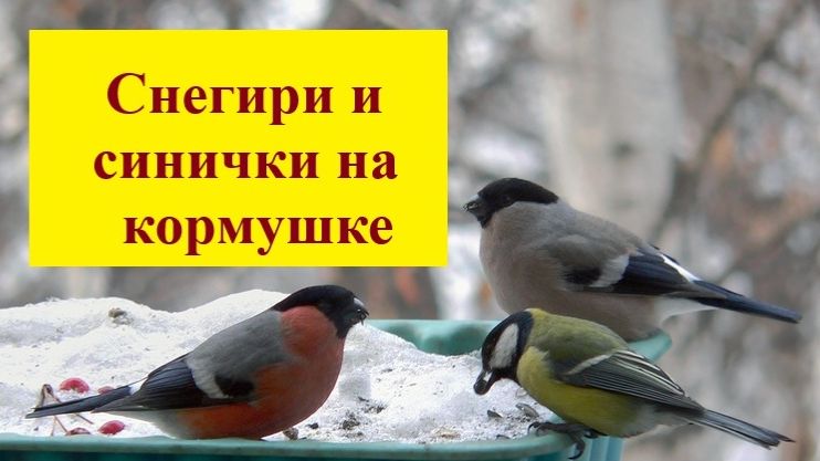 Синички и красавцы - снегири обедают на кормушке