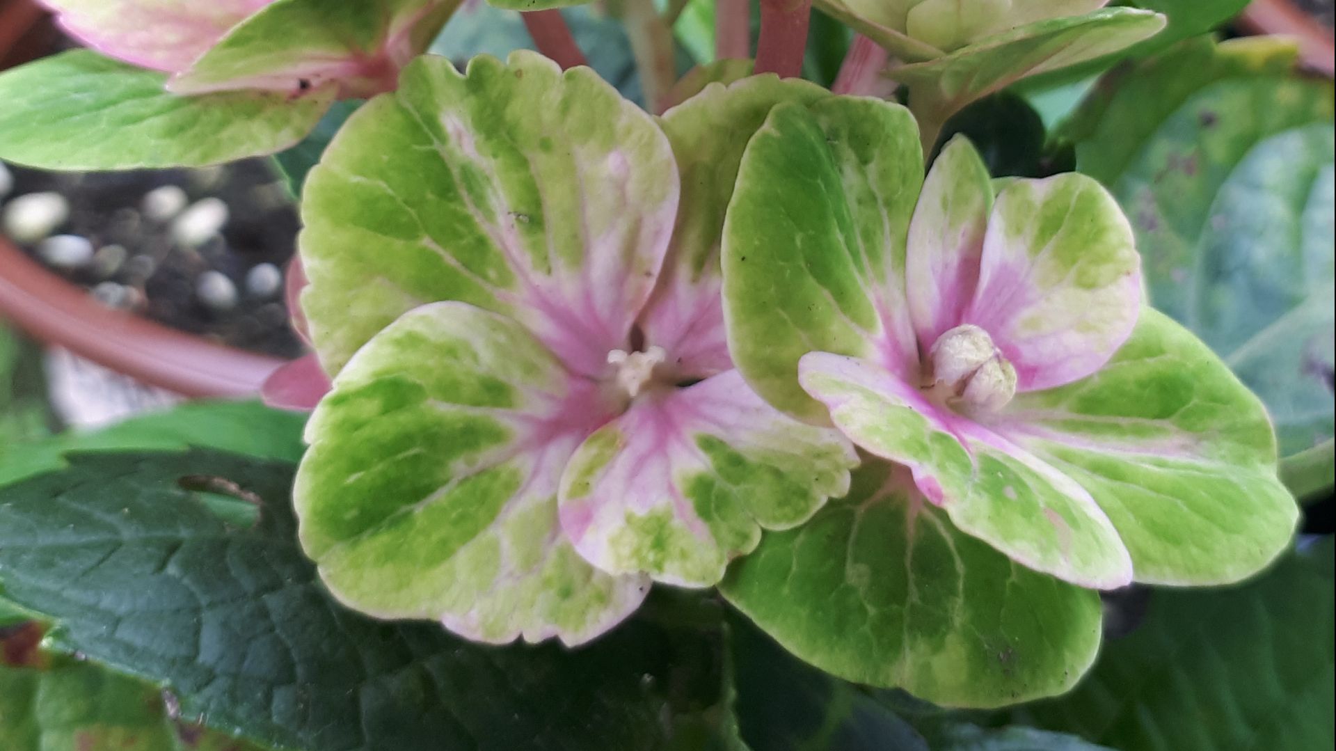 15 «Мэджикал Аметист» (Magical Amethyst) крупнолистная гортензия.