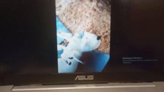 смотрим сериал//авангард// сериал кто я //
лошади шляйх//Karmen studio //