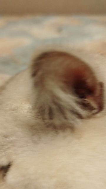 КОТ ПЕРСИК ВЫЛЕЗ ИЗ ТЕМНОТЫ И ГОВОРИТ ВСЕМ ПРИВЕТ 👋