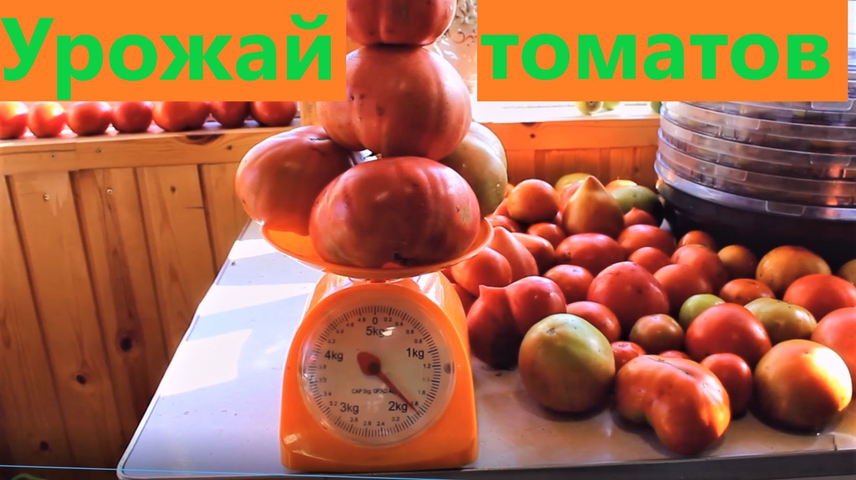 Помидоры. В саду 29.08.2022 года.