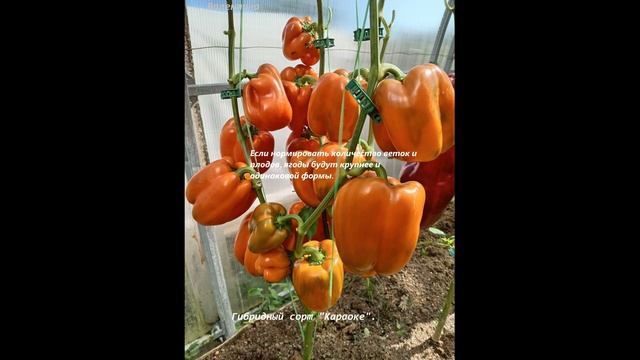 ЧТО ПОСЕЯТЬ?  ПЕРЕЦ ОРАНЖЕВЫЙ.