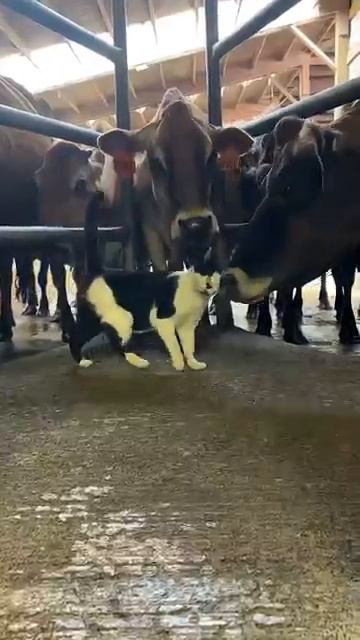 Милые животные.