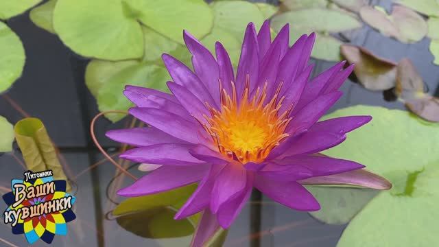 Нимфея Madinina (остров Мадинина) кувшинка, waterlily, водные растения, пруд