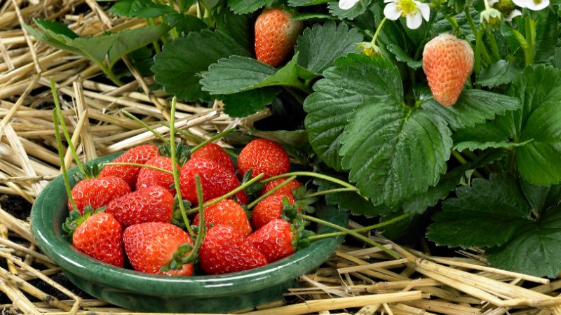 Клубника из семян  F1