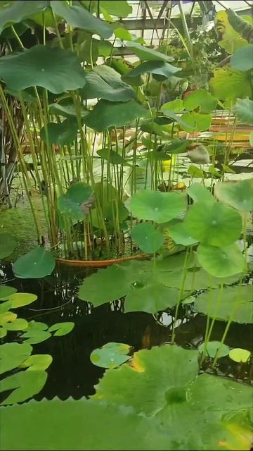 Ботанический сад. Санкт-Петербург