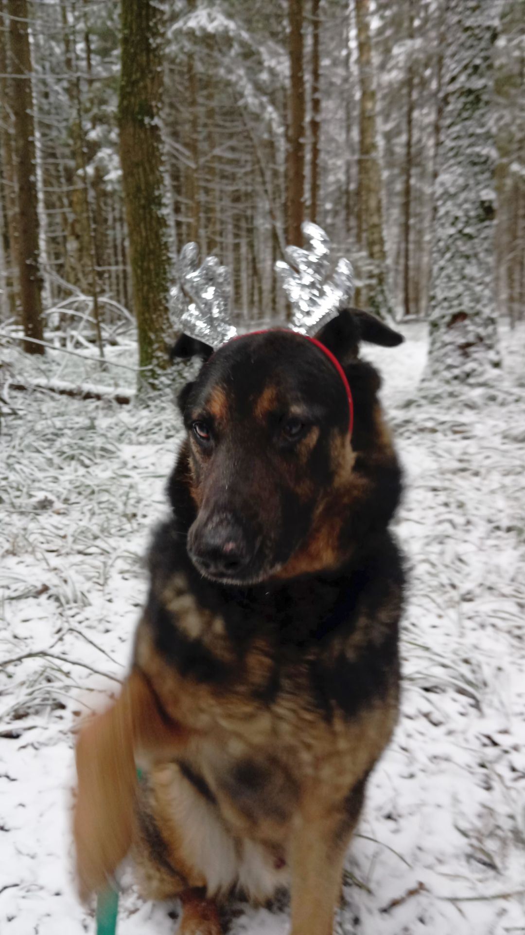 "По моему хотению!" ❥ Приют в Малинках