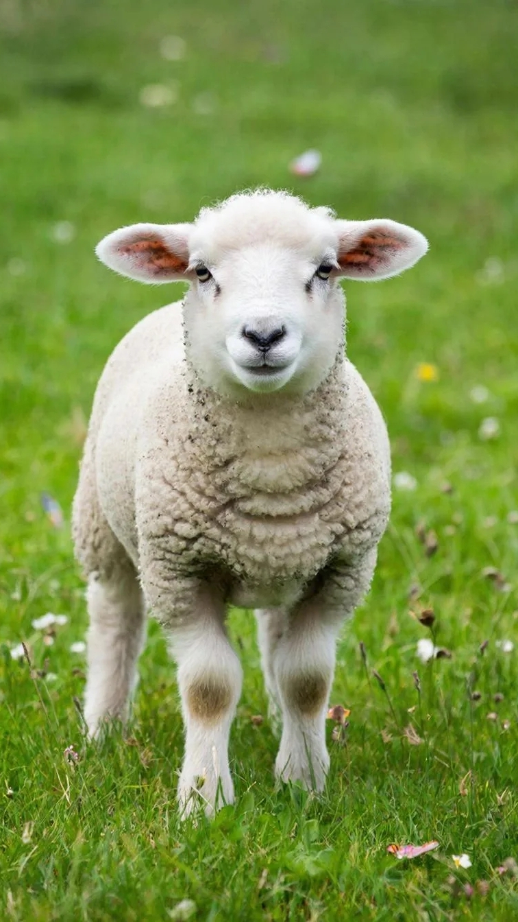 Прогноз на 2027 год. Приглашение в "Бешеная отара 2026". Вязание Игрушек