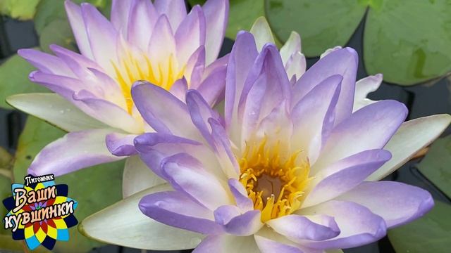 Нимфея  Blue Sky (Голубое небо) кувшинка, waterlily, водные растения, пруд