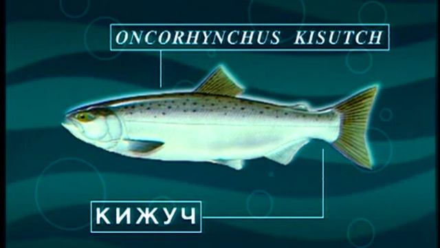 Почему при нерестовом ходе перестаёт питаться Кижуч (Coho salmon) — Oncorhynchus kisutch ?