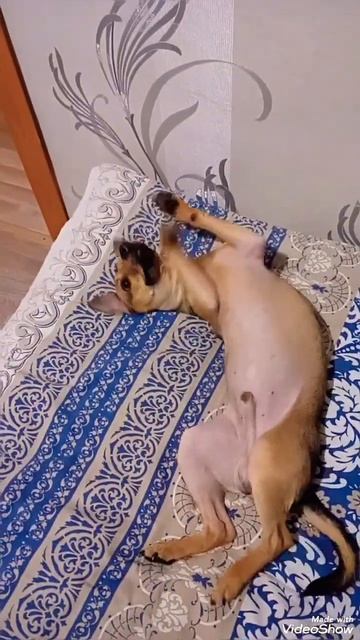 Баловень судьбы🐶