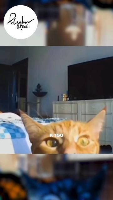 Подпишитесь https://t.me/PolyakovProduction, все о безопасности и технологиях.