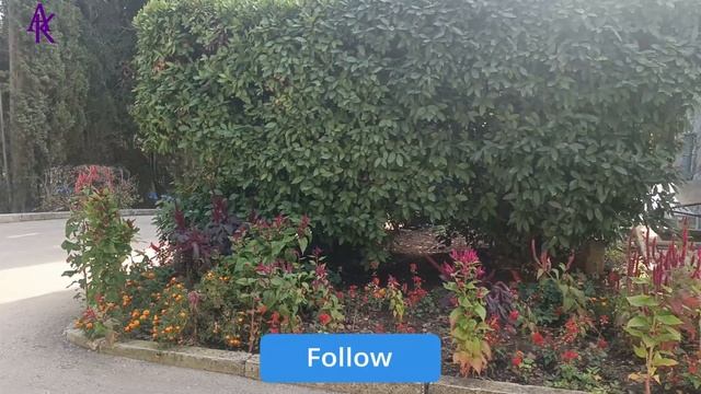 Крым. ЮБК. #Гаспра Всё цветёт и птички поют! Часть 2. 31.10.25 #юбк #андрейкрымский #артемийкрым