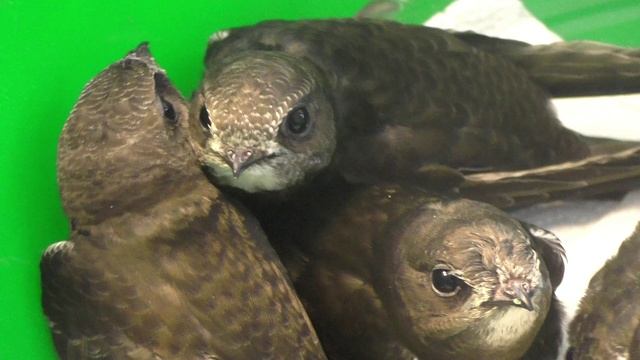 Рожденные летать