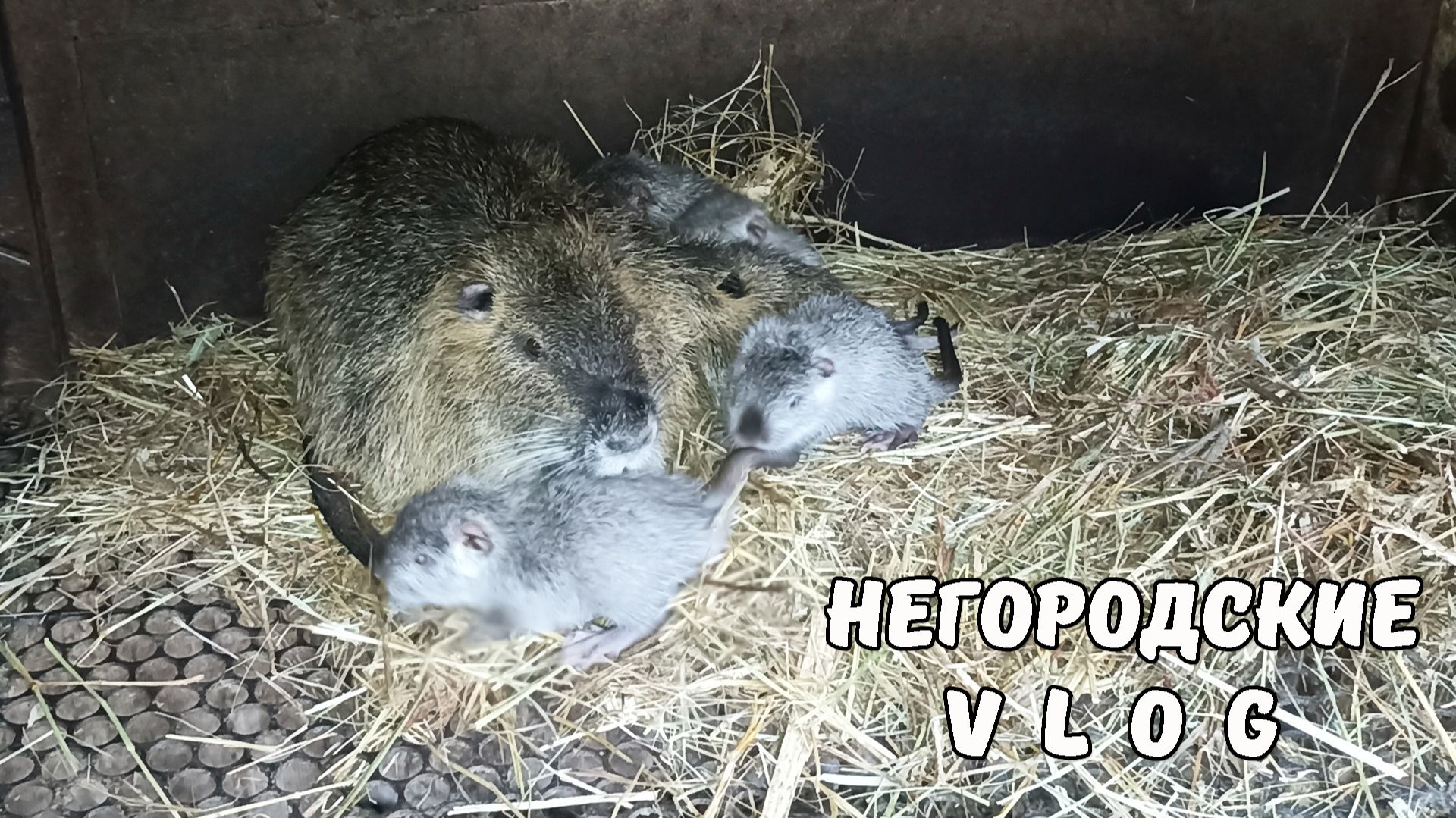 НУТРИИ: прибавление в семействе СТЁПЫ. Пять маленьких пушистиков. 07.12.25