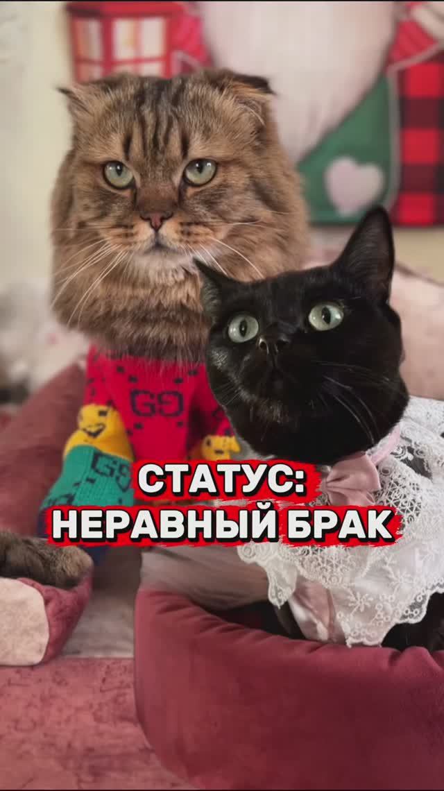 А как вы смотрите реалити-шоу?😹
