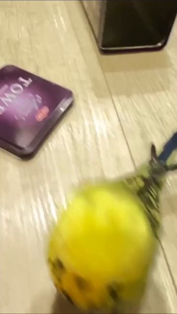 пернатые Приветики