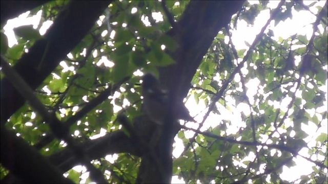 Пение птицы парк скульптура 2016г