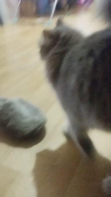 прикол с минкой минка Обошла пять океанов.mp4