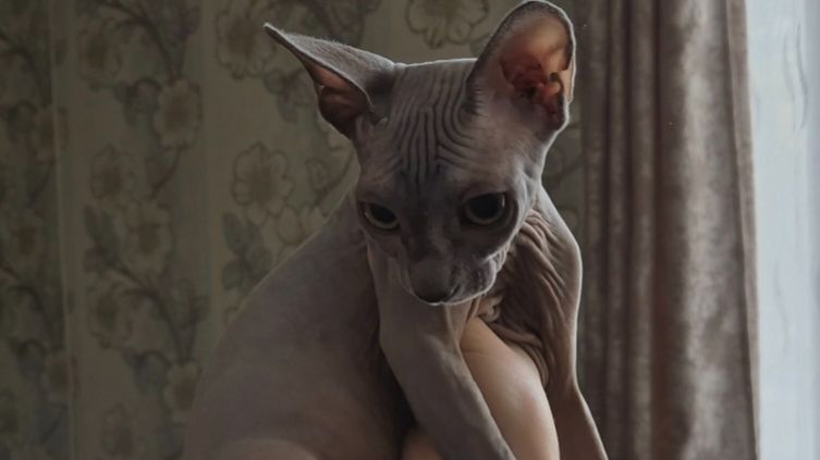 Привезли Мишель в гости, а горшок забыли))  Лысая кошка. Канадский сфинкс