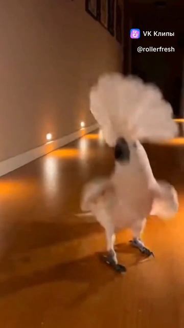 Дай станцевать)